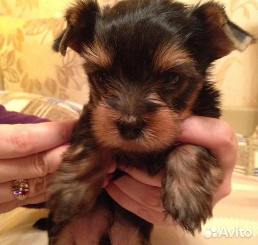 Щенки Йоркширский терьер