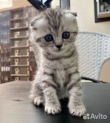 Шотландские вислоухие котята