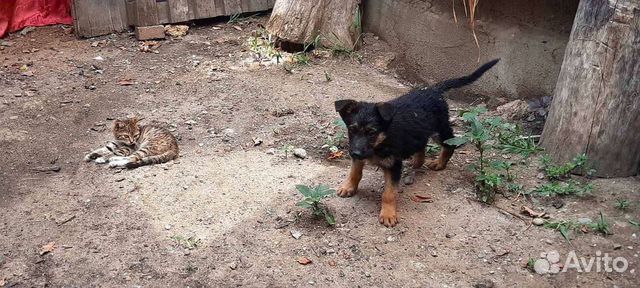 Продам щенков немецкой овчарки