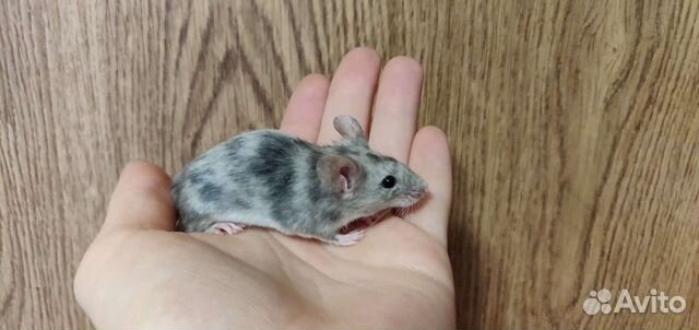 Мышь декоративная