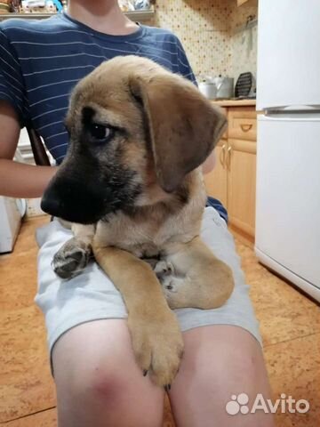 Собака в добрые руки щенок