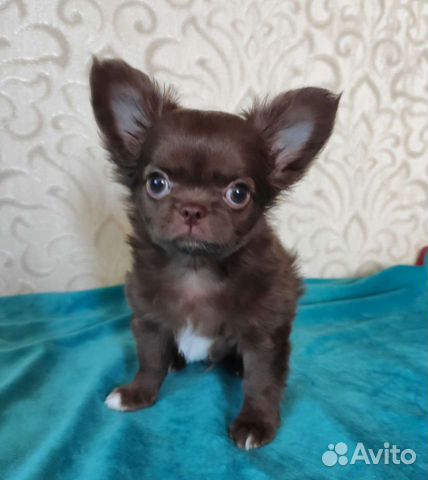 Сладкий шоколадик