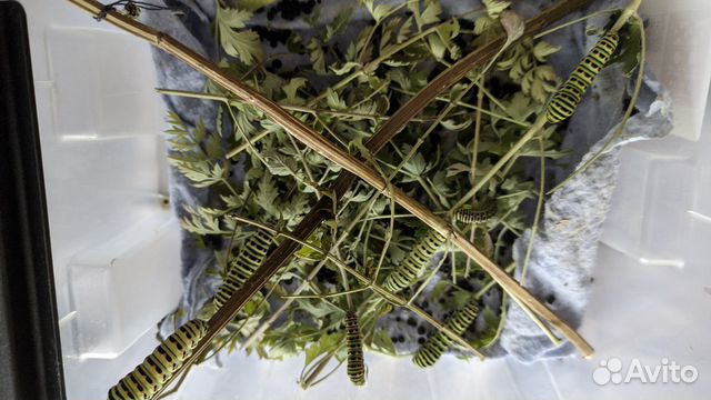 Куколки бабочки махаона