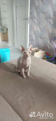 Кошка канадский сфинкс в хорошие руки