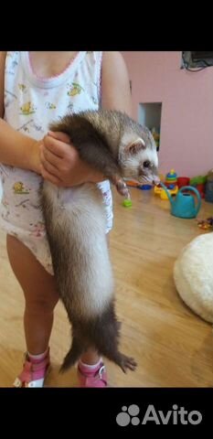 Хорек кастрированный с клеткой