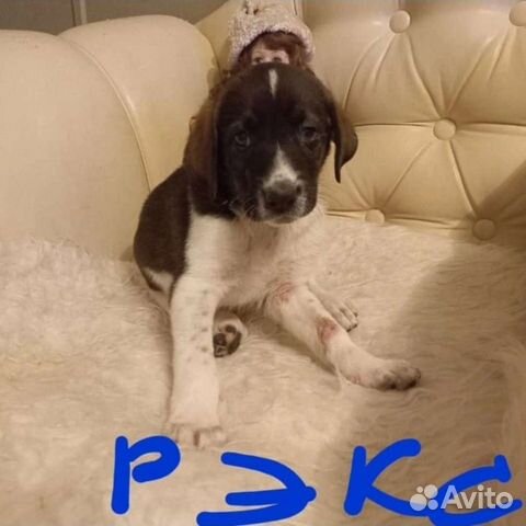 Щенки бесплатно в добрые руки