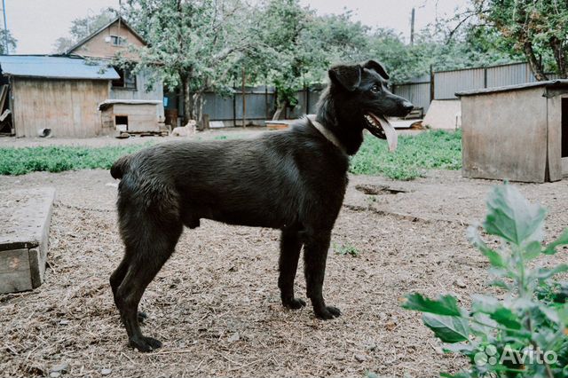 Кобель Ероша