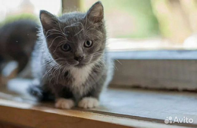 Котенок девочка в добрые руки