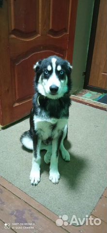 Хаски мальчик щенок