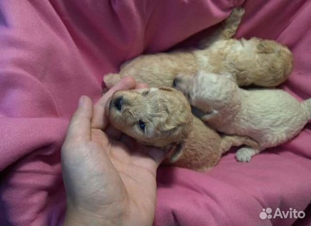 Той пудели, мини щеночки