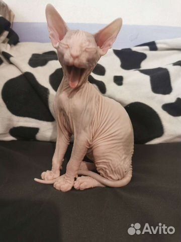Донской сфинкс котята