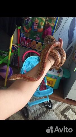 Маисовый полоз обмен