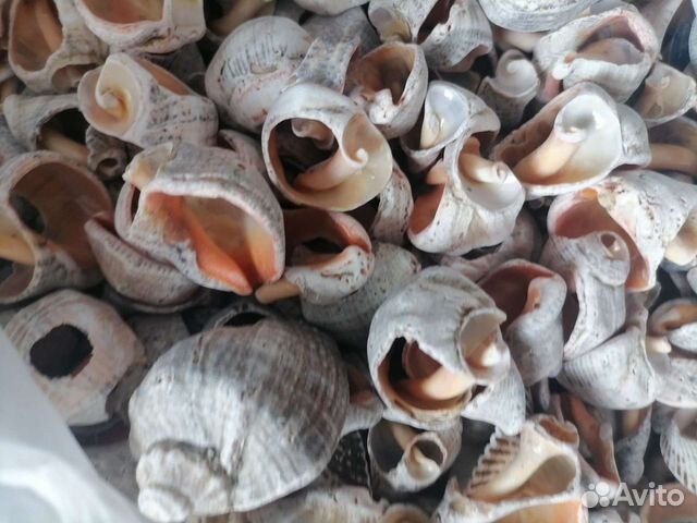 Морские ракушки раковины