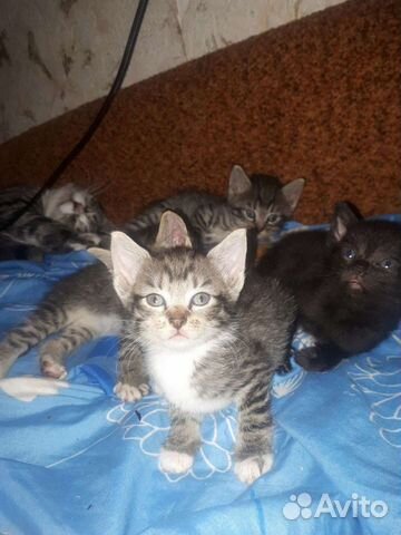 Кошки в добрые руки бесплатно