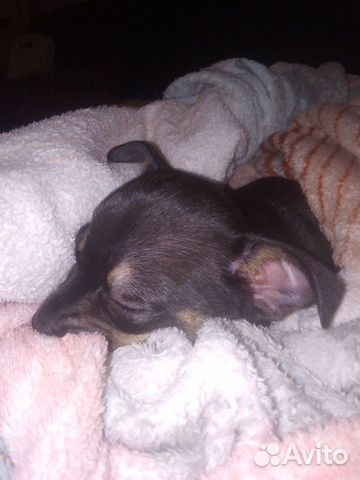 Тойчик малышка в добрые руки