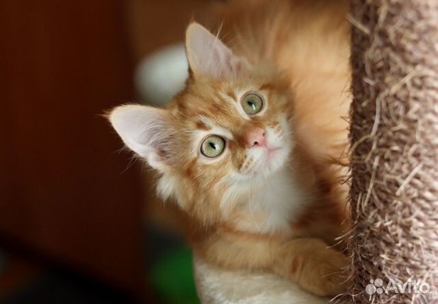 Коржик. 4 мес. в добрые руки