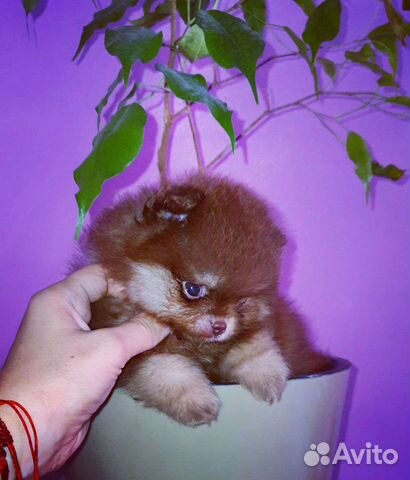 Плюшевый микро кукольный малыш померанского шпица