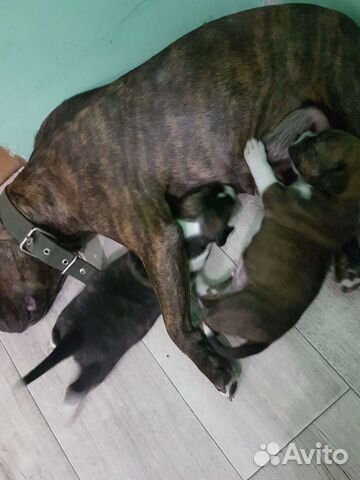 Стаффордширский терьер