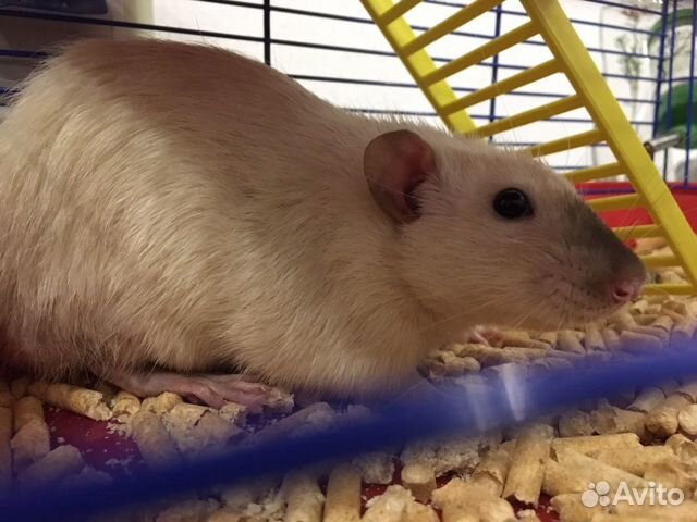 Крыса дамбо с клеткой