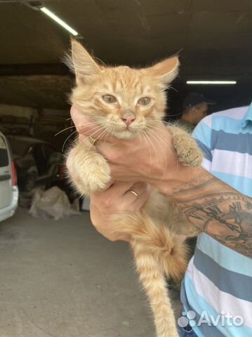 Котик в добрые руки