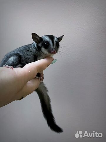 Белка летяга