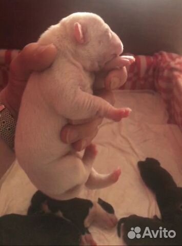 Щенок амстаф