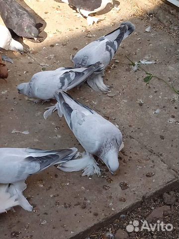 Продажа голубей