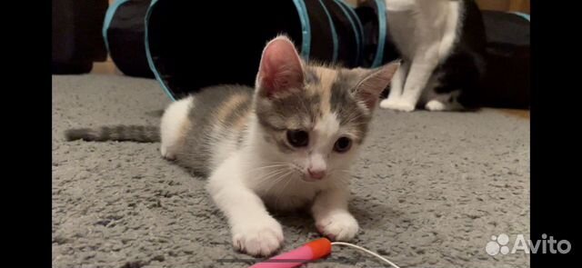 Маленькая Сонечка