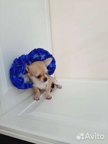 Мини щенок девочка, чихуахуа