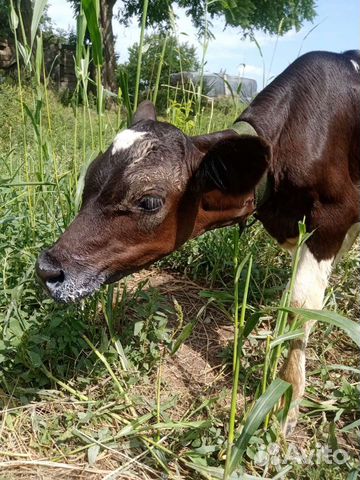 Тёлка 1 месяц