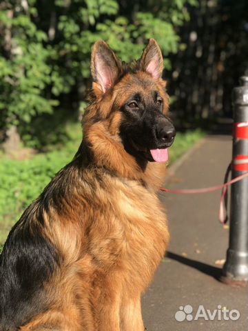 Немецкая овчарка длинношерстная