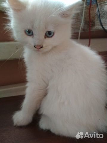 Зефирчик ищет дом