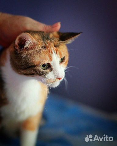 Муся в добрые руки