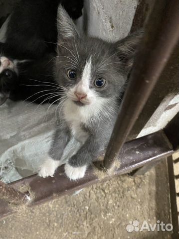 Котята девочки