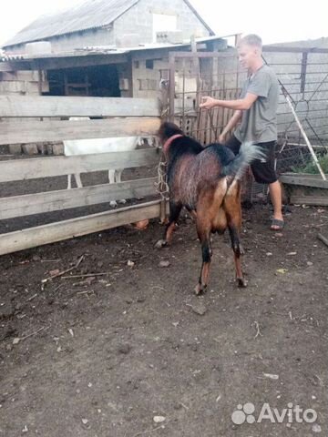 Козы дойные