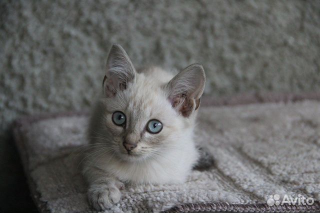 Сиамские котята бесплатно