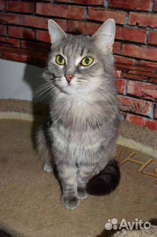 Кошечка Алиса 2 года