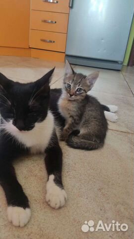 Котята в добрые руки