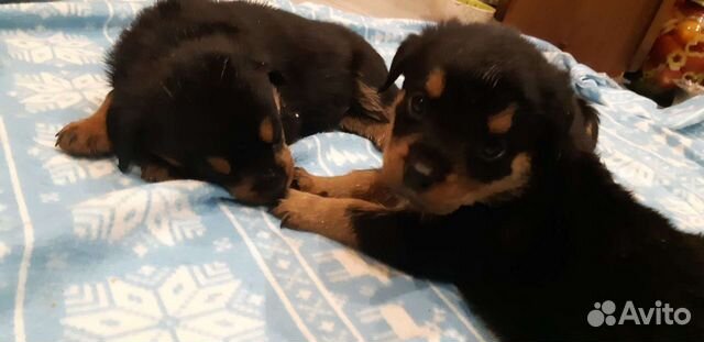 Щенки ротвейлера продажа