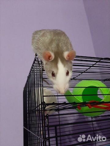 Отдам бесплатно двух крысиков