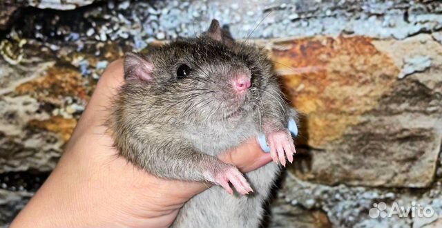Крыса Агути Рекс Спб