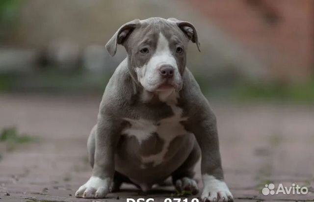 Лиловый мальчик Булли без недостатков