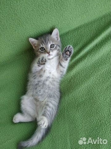 Кошечка, возраст 1,5 месяца