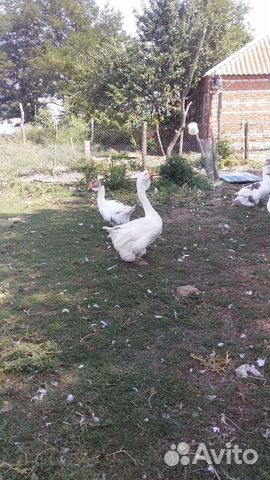 Гусь Холмогор