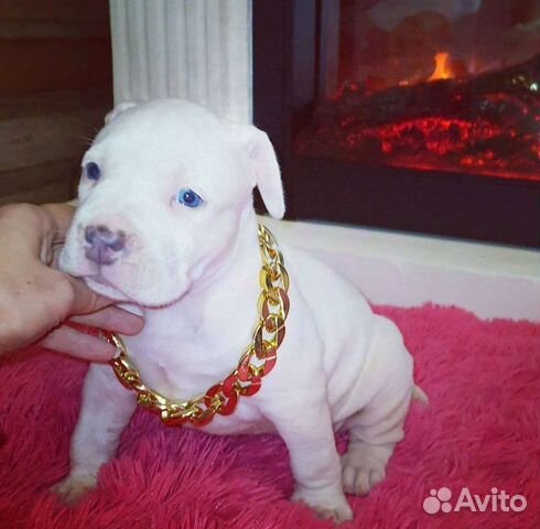 Шикарная,крупная девочка стаффордщирского терьера