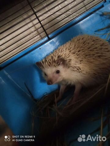 Африканский карликовый ëж