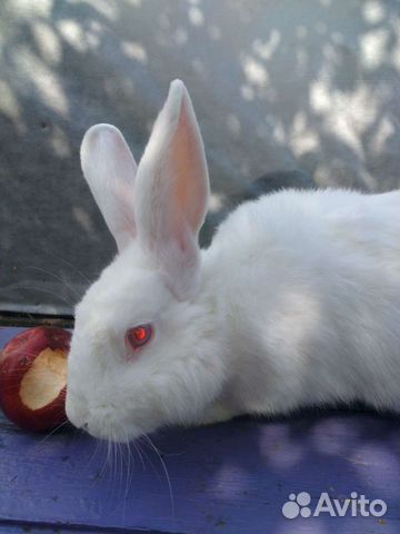 Кролик белый панон