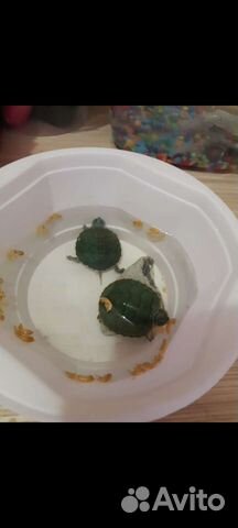 Красноухие черепахи