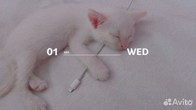 Турецкая ангора