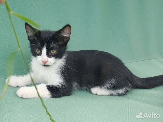 Котята окраса Маркиз